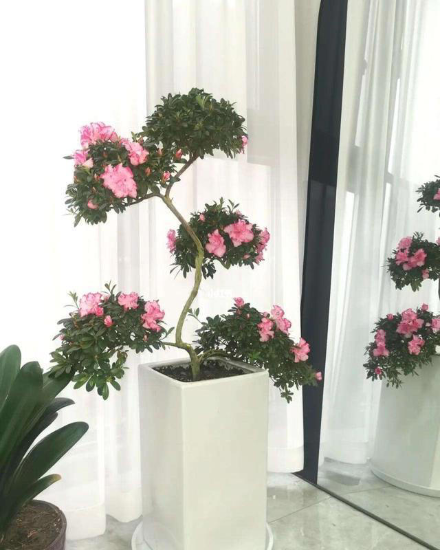 养好杜鹃花，最重要有一点，四季枝叶翠绿繁茂，花团锦簇很美啊!