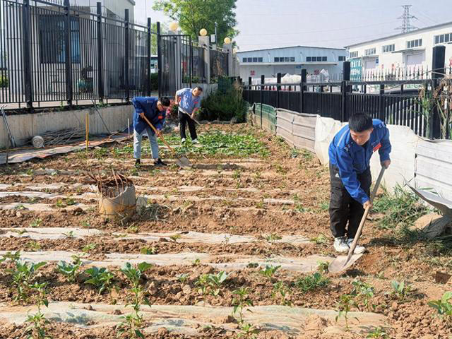 闲置空地变“开心农场”职工餐桌添“放心美味”