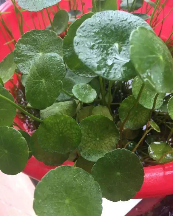 河边挖点铜钱草，回家种在花盆里，2天浇1次，20天长满盆!