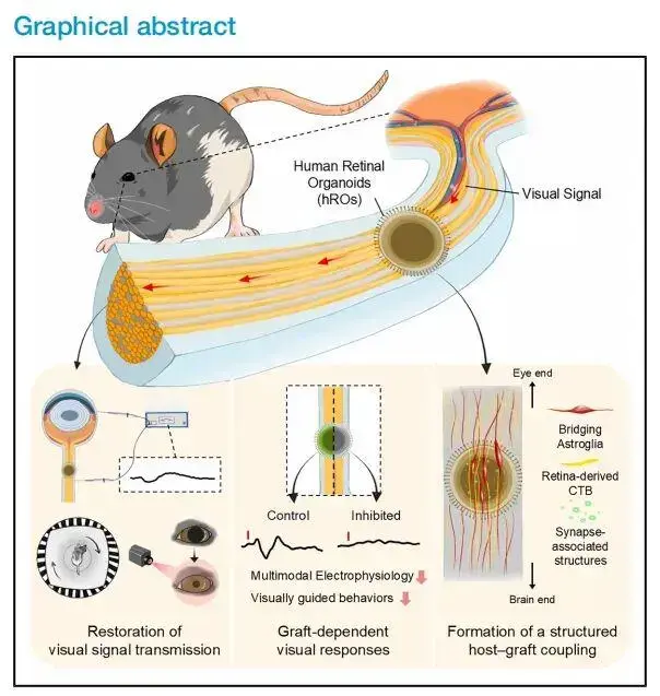 Cell Stem Cell丨李嘉文/余维华合作团队通过视网膜类器官异位移植实现离断视神经通路的功能性重建