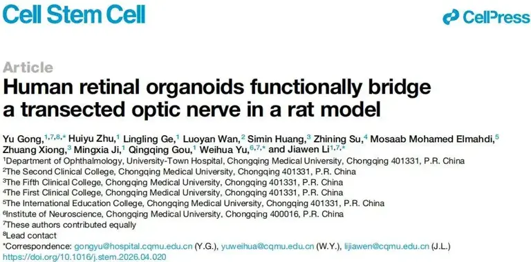 Cell Stem Cell丨李嘉文/余维华合作团队通过视网膜类器官异位移植实现离断视神经通路的功能性重建