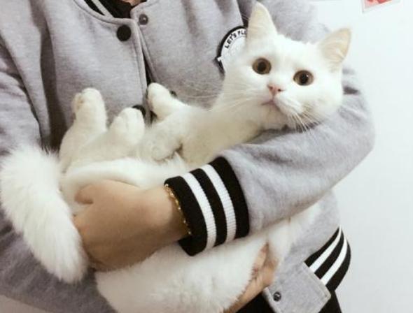 在猫咪看来，主人“抱起”它，意味着这些！
