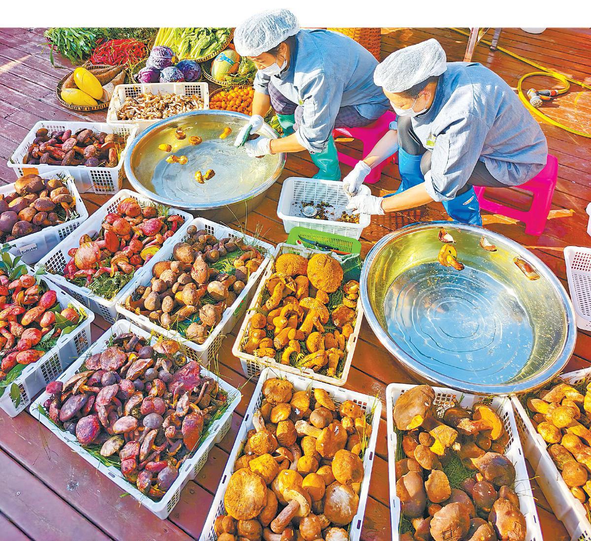 昆明开启吃菌季