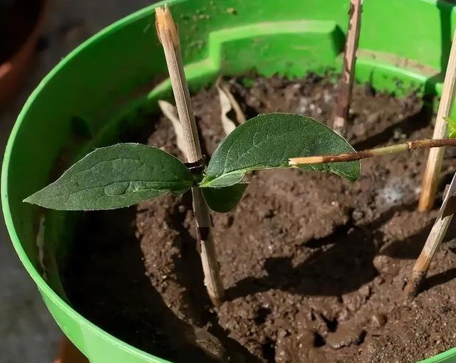 茉莉花繁殖方法，扦插，分株和压条，简单有效