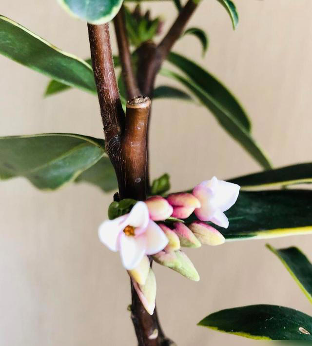 现在养这些花，不要“乱”修剪，越剪越“糟糕”