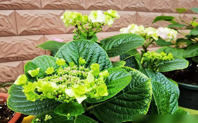 现在养这些花，不要“乱”修剪，越剪越“糟糕”
