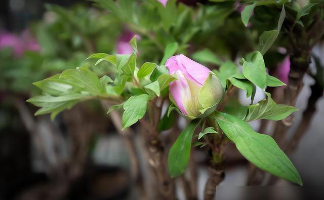 现在养这些花，不要“乱”修剪，越剪越“糟糕”