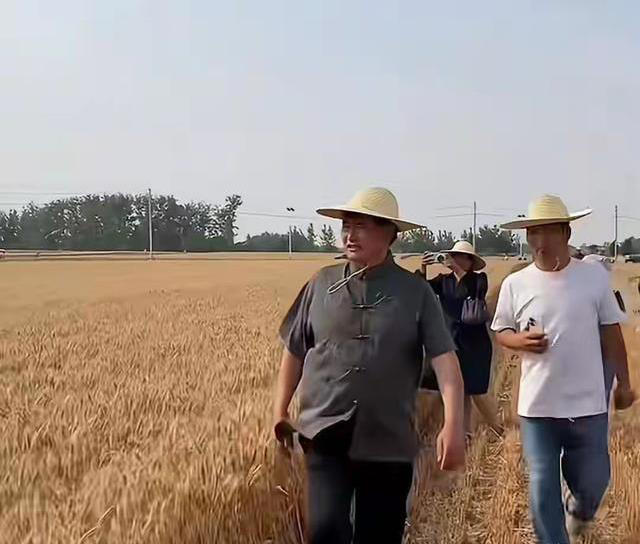 年入千万顶流明星回家种地 2亩6分麦子卖4044元全交给妻子