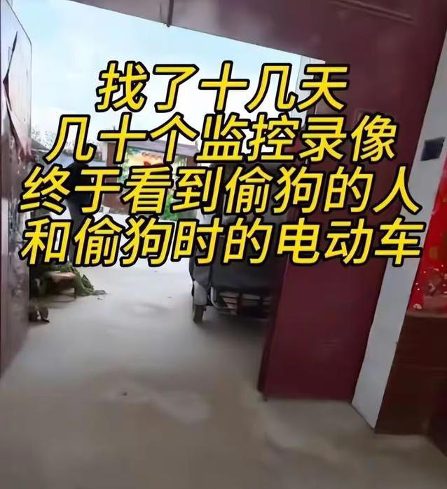 百万网红边牧偷走后竟这么惨，偷狗贼竟为180元赔了?