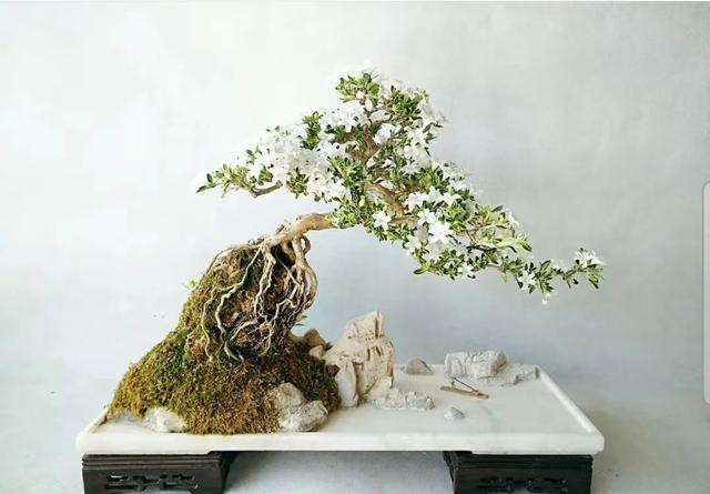 夏天来了别闲着，10种盆景赶紧扦插，1盆变10盆，一年插出盆景园