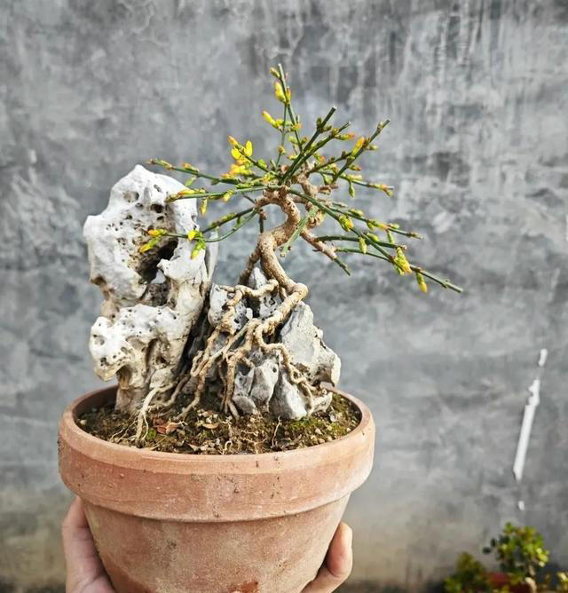 夏天来了别闲着，10种盆景赶紧扦插，1盆变10盆，一年插出盆景园