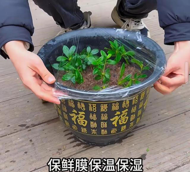 夏天来了别闲着，10种盆景赶紧扦插，1盆变10盆，一年插出盆景园