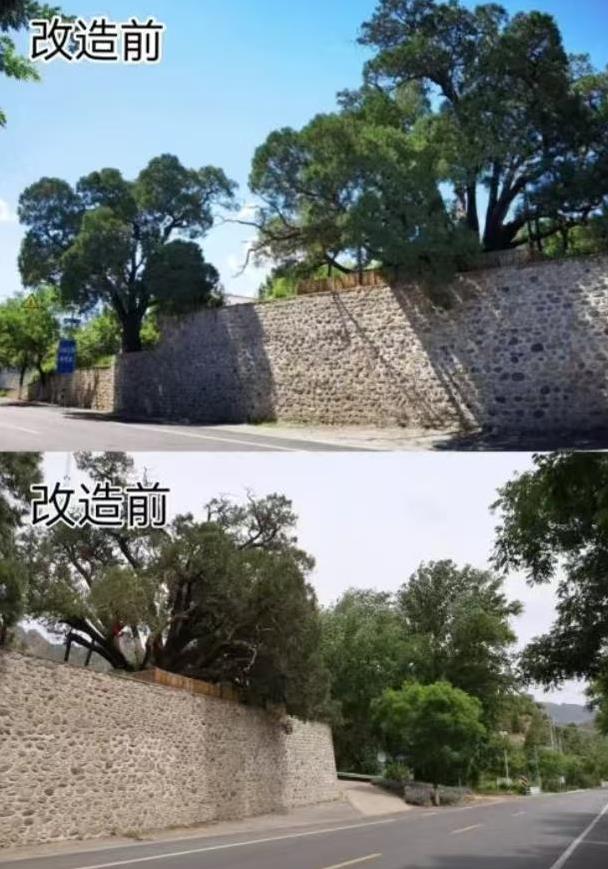 3500年古柏路改20米 保护古树优先还是公路优先