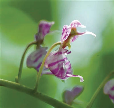 国家一级重点保护野生植物，象鼻兰在杭州植物园绽放