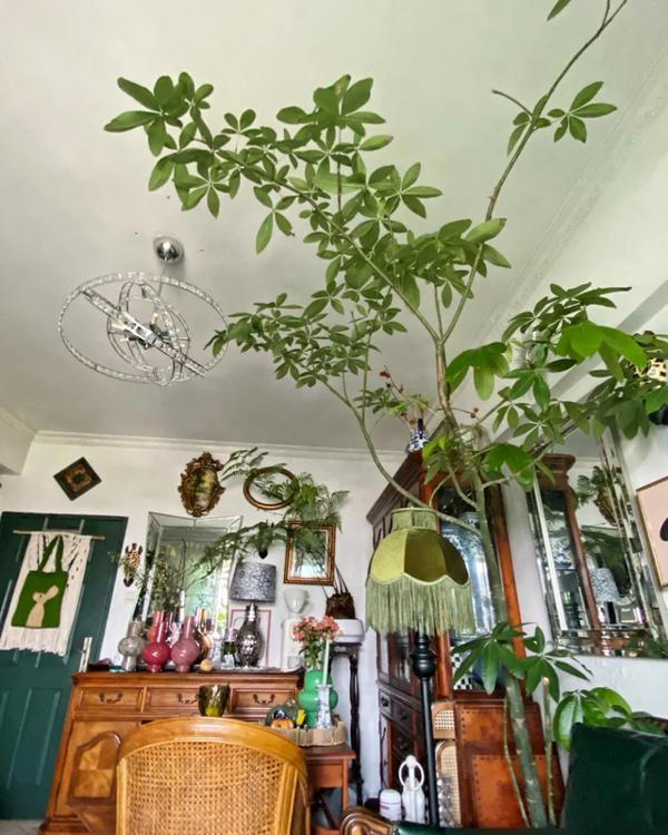 爷爷养了13年的发财树，开花了，听说见花者好运连连，真幸运