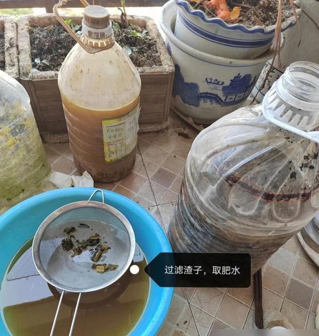 养茉莉花，给它浇点臭水，花更芳香，开出100朵，朵朵大又美