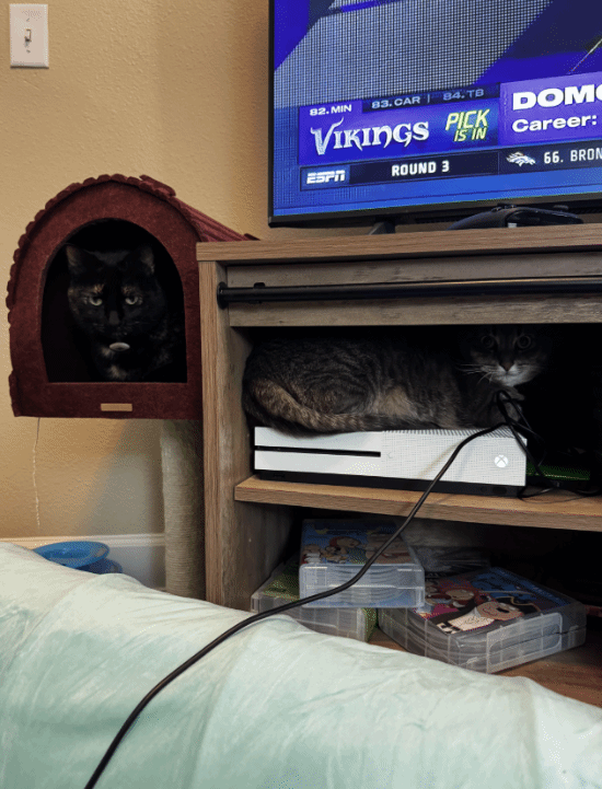 我的猫太爱它了! Xbox沦为专属“猫窝”主人哭笑不得