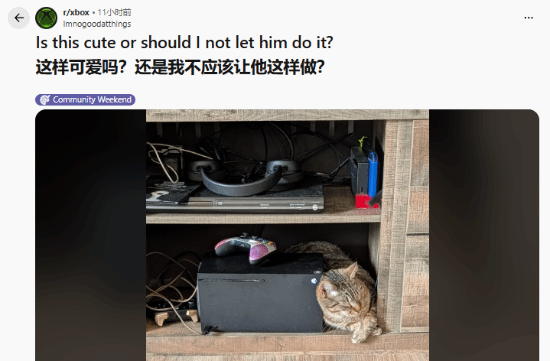 我的猫太爱它了! Xbox沦为专属“猫窝”主人哭笑不得