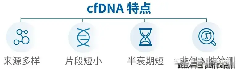 循环游离DNA（cfDNA）