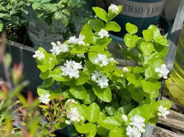 新买的茉莉花怎么换盆，新芽花苞冒不停