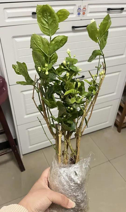 新买的茉莉花怎么换盆，新芽花苞冒不停