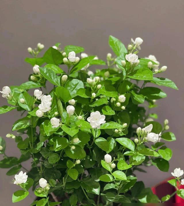 养茉莉花，做到“3个狠”，才能狂开花开爆花香喷喷!