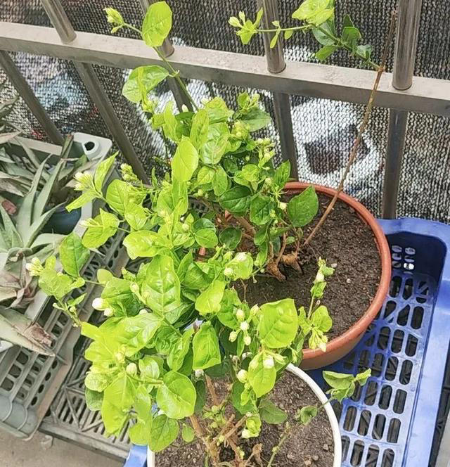 新买的茉莉花怎么换盆，新芽花苞冒不停