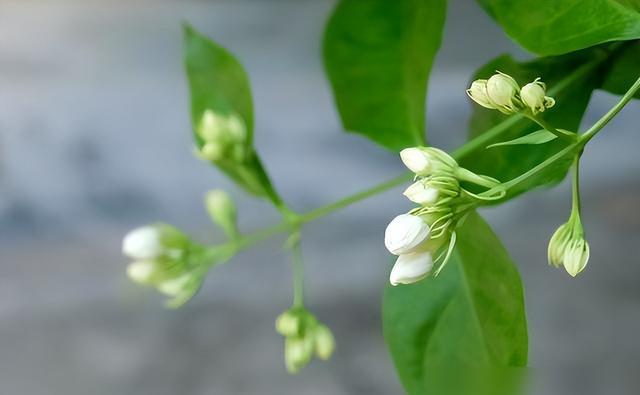 养茉莉花，做到“3个狠”，才能狂开花开爆花香喷喷!