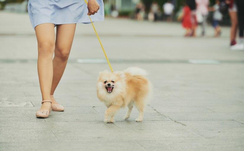 博美犬美容和护理学问多，这些方面不注意，就容易让它们受到伤害