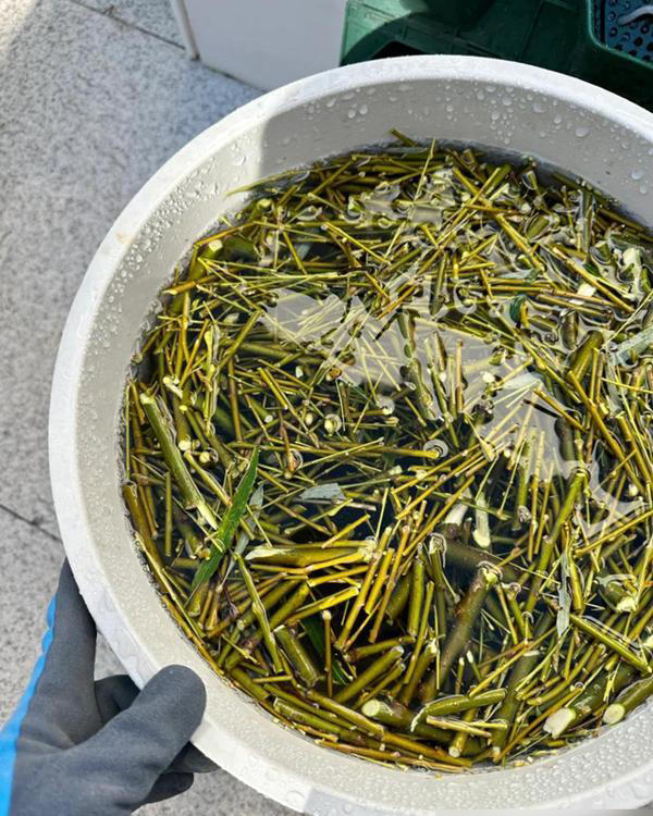 花盆里埋入“3种皮”，土壤肥得流油，比啥肥料效果都好!