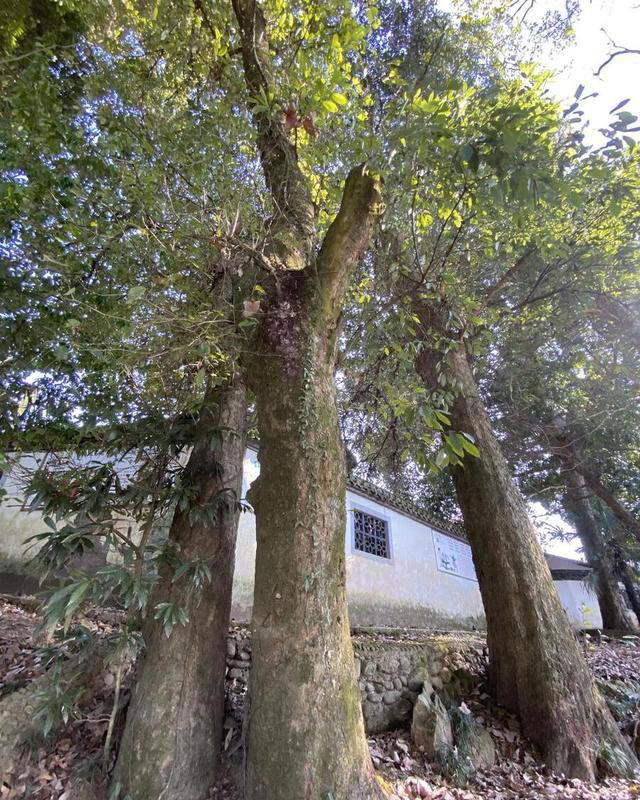 藏在农村的5种树木，看似不起眼，却不比黄花梨差，遇到请保护好