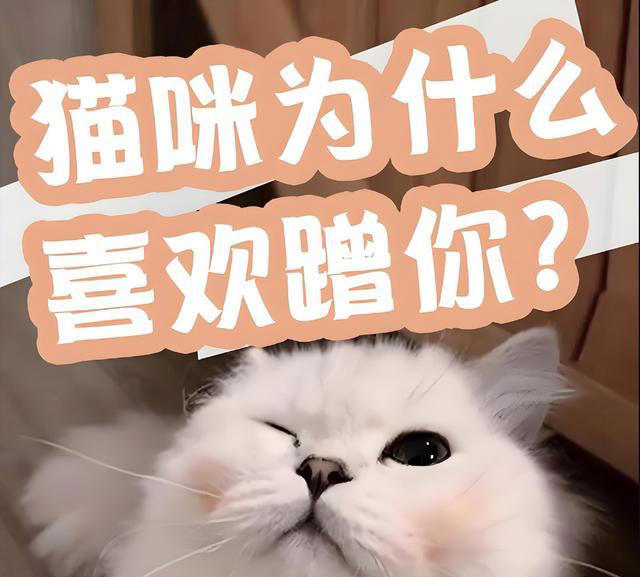 猫咪“蹭你”，不是在撒娇，而是有这8个含义!
