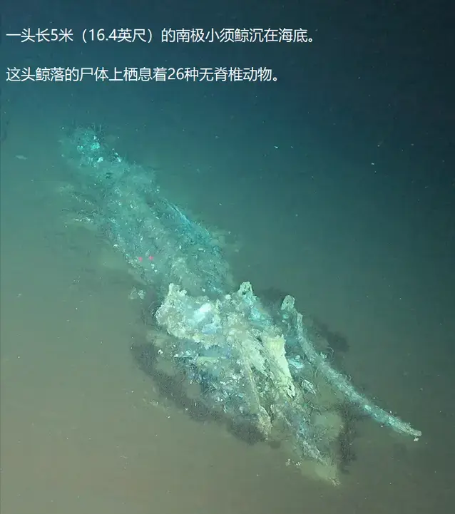 530万年鲸落化石群现身! 476处遗存横跨1200公里，发现35种新物种