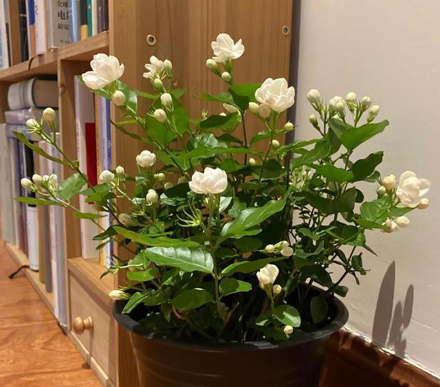 5种花爱“淋雨”，越淋越旺，叶子蹭蹭冒，轻松爆满花盆