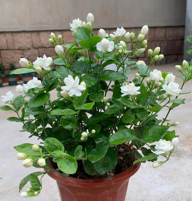 5种花爱“淋雨”，越淋越旺，叶子蹭蹭冒，轻松爆满花盆