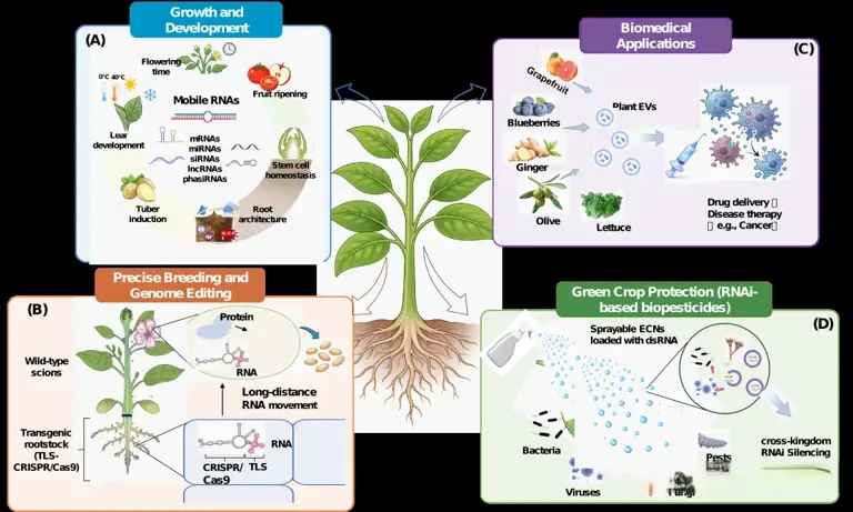 Trends in Plant Science | 植物体内的“RNA快递网络”：从分子机制到农业应用