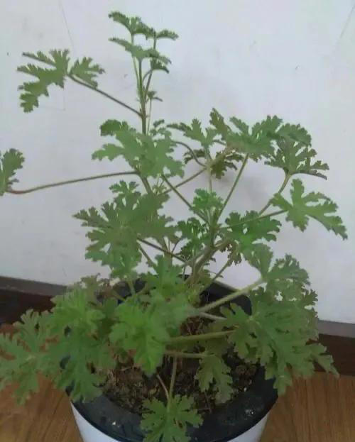 夏季防蚊虫叮咬的十种植物