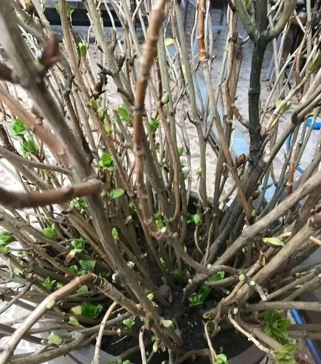 农村常见的大水缸，拿来养这6种花，缸缸花开到爆!