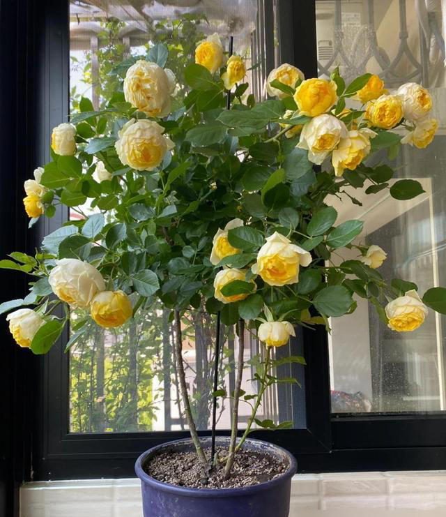 被花友捧上神坛的“月季王”，一年开花300天，每个人都要养一盆