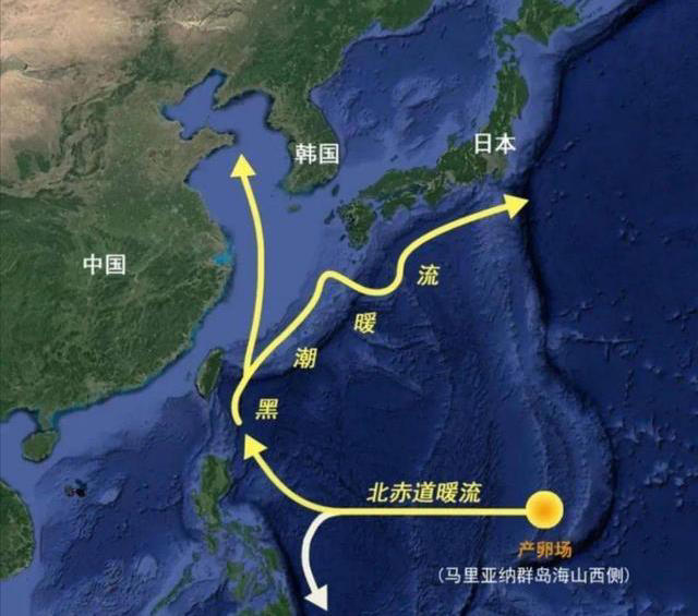 吃了多年鳗鱼饭 竟不知这条鱼繁殖之谜2000年无人见过