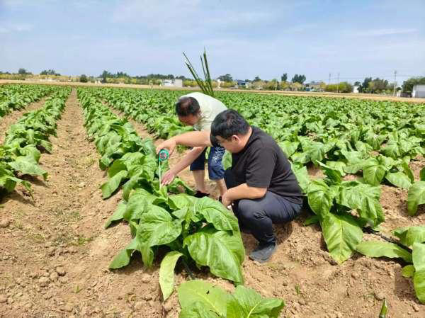 襄城：调研问需到烟田精准助力烟叶稳产提质