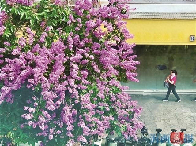 “紫薇仙子”扮靓夏日鹭岛