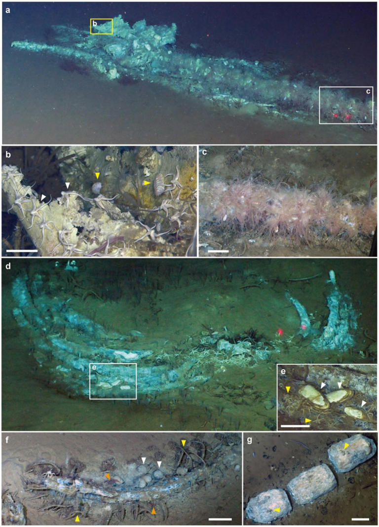 科学家发现距今530万年前的鲸类化石群