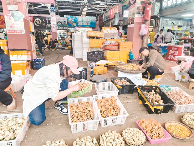品种多了 价格跌了 昆明野生菌进入尝鲜季