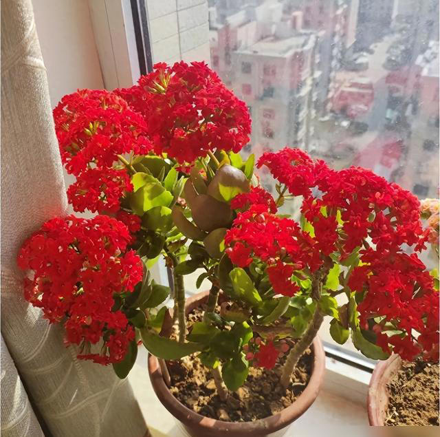 羡慕!北京网友晒87岁老爸养的长寿花，棵棵精神、盆盆爆花