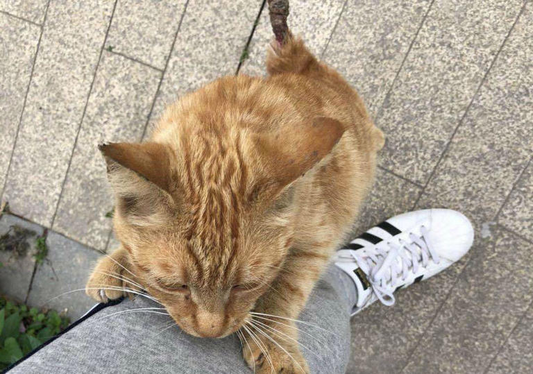 发现猫翘尾巴，你就会知道，它在向你示好