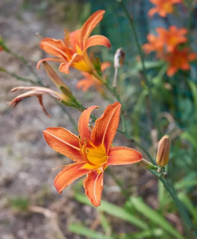 百合花欣赏，以及类似百合的植物
