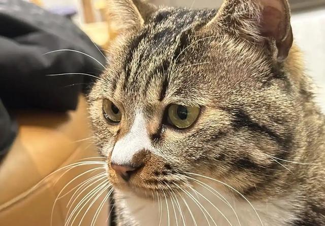 猫真的爱主人吗? 你的猫有多爱你，看完就懂了