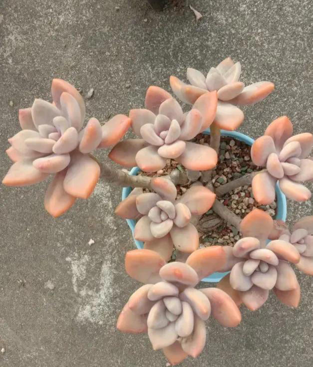 悬崖多肉老桩，更容易度夏，不用管，暴晒，淋雨，都能活