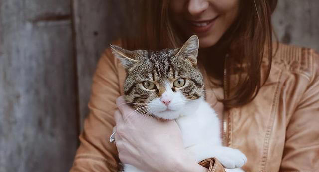猫咪对主人的记忆有多久?